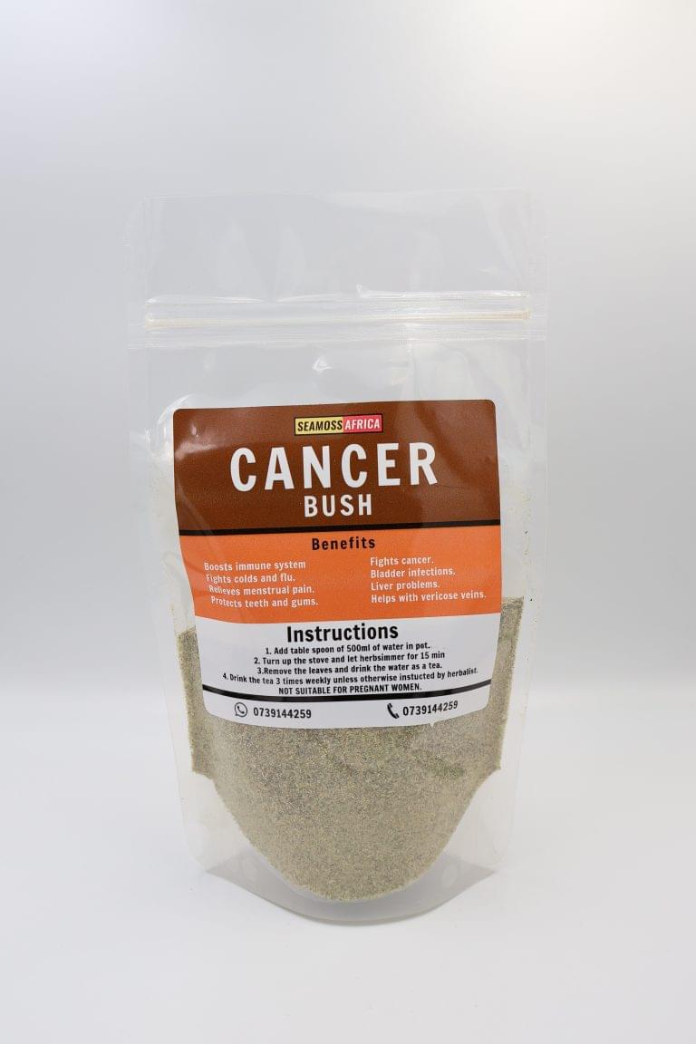 Discover The Incredible Benefits Of Cancer Bush, A Miracle Herb For ...